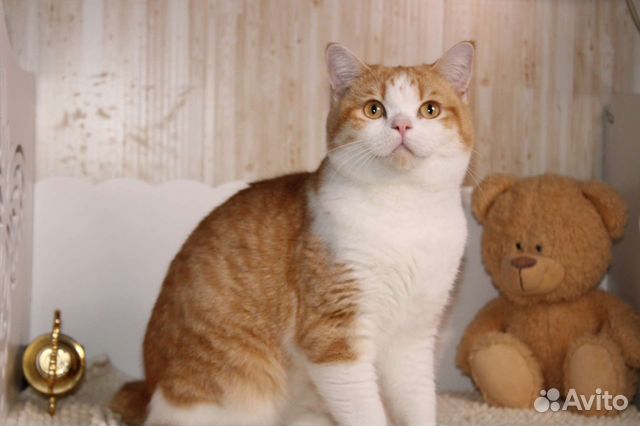 Британский ласковый котик