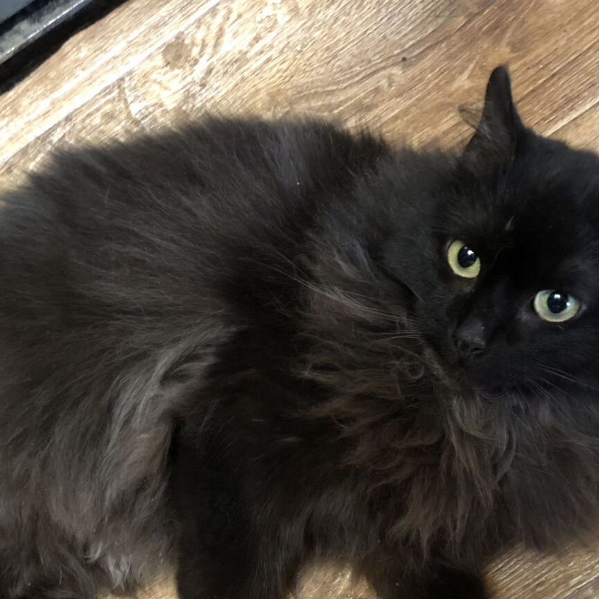 Отдадим кошечку в добрые руки