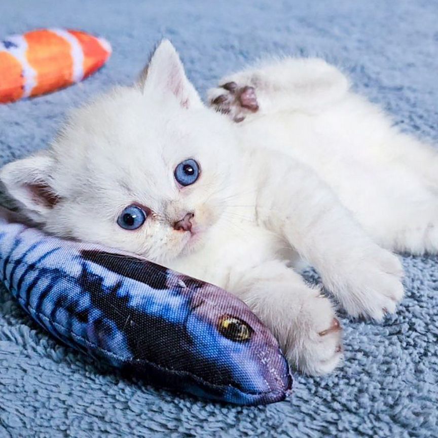 Шотландский прямоухий короткошёрстный котёнок