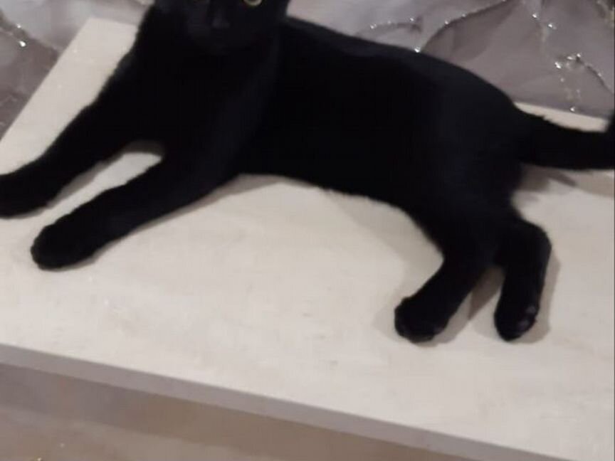 Канадский сфинкс эльф котенок