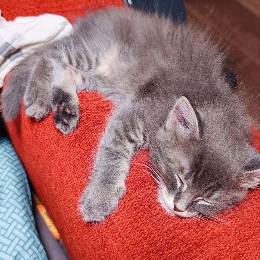 Кошечка в добрые руки бесплатно