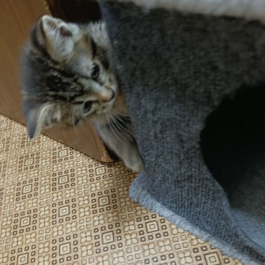 Анатолийский котёнок