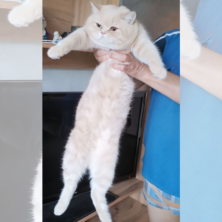 Британский короткошёрстный кот, вязка