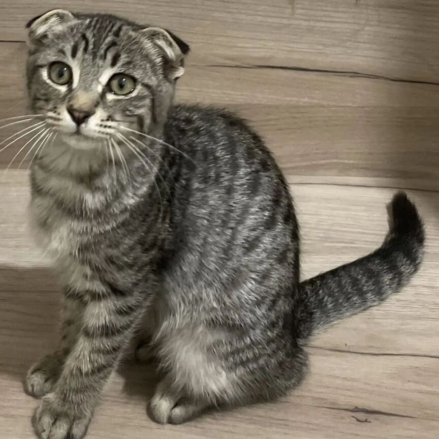 Шотландский вислоухий короткошёрстный котёнок