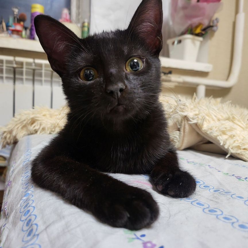 Котёнок в добрые руки