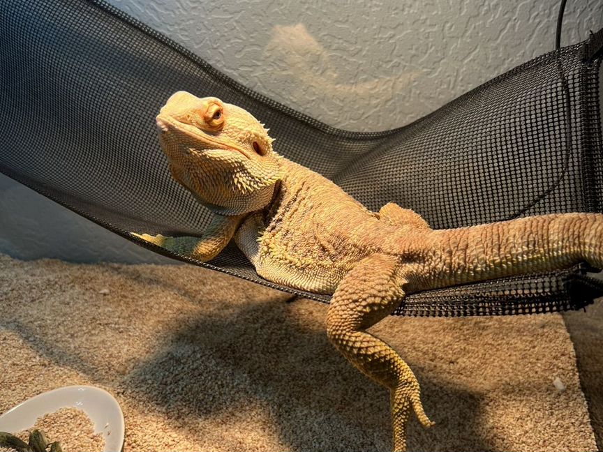 Гамак для рептилий
