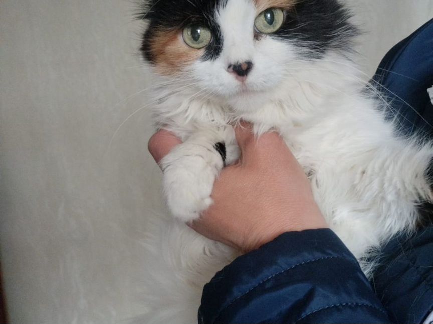 Кошечка Лира