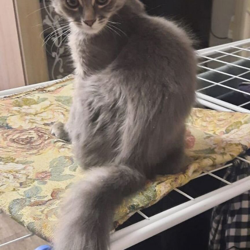 Котёнок