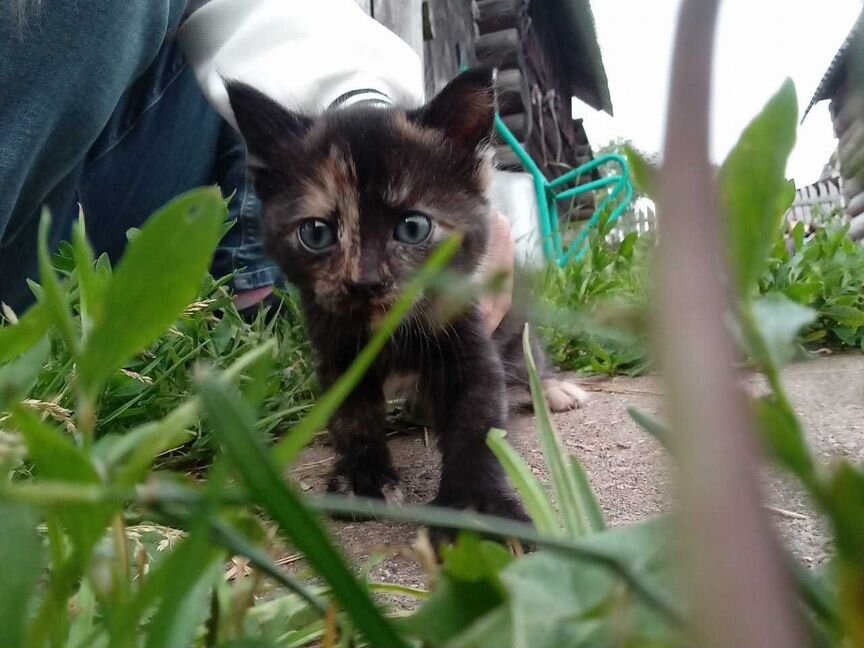 Отдам котенка полтора мес