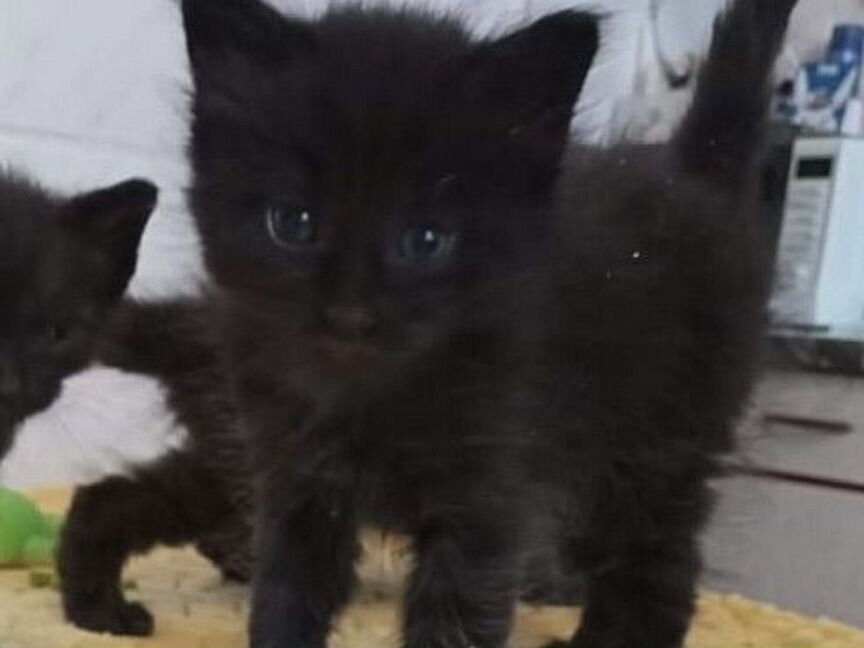Прелестные Крошки котята 1,5 месяца в добрые руки