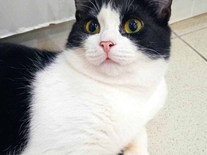 Крош в добрые руки