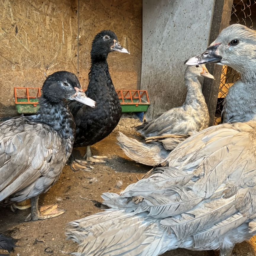 Индоутки на племя