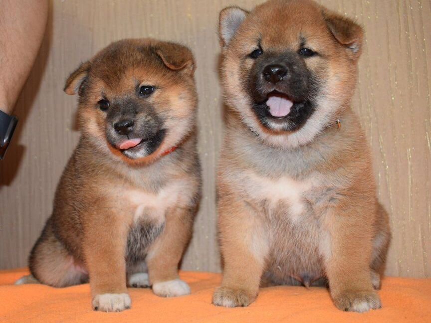 Сиба ину щенки