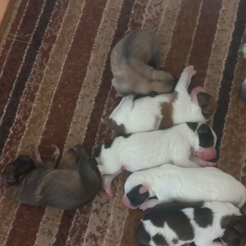 Отдам в добрые руки