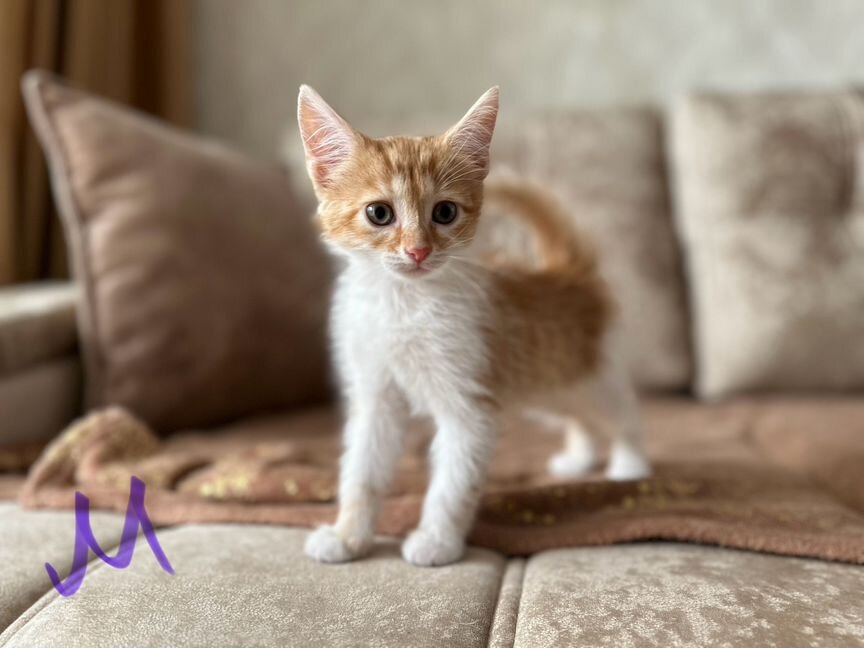 Котята