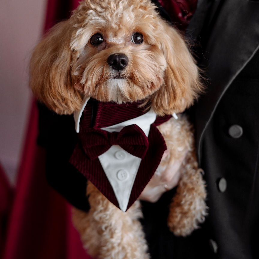 Мальтипу вязка