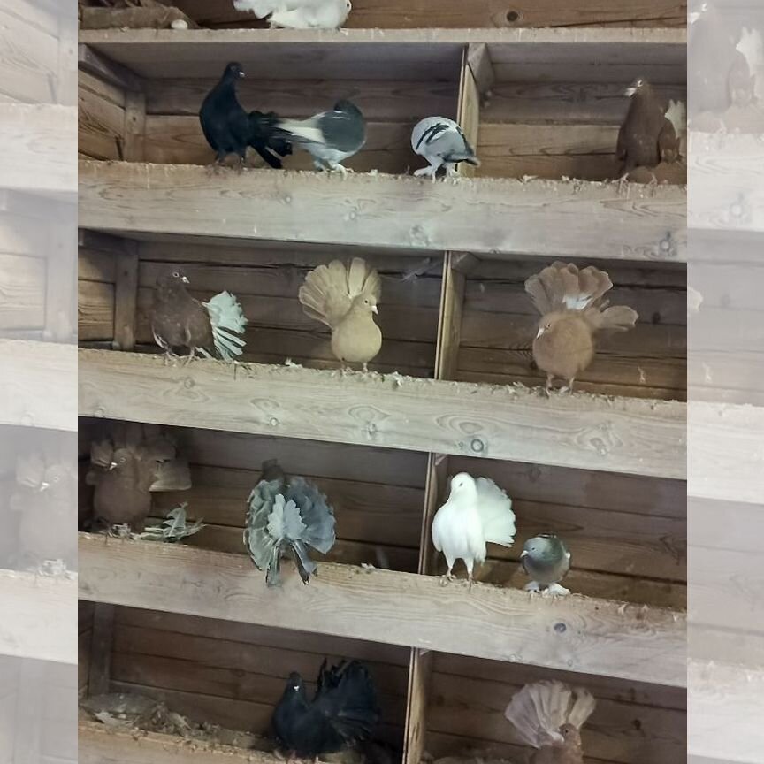 Купля продажа голубей