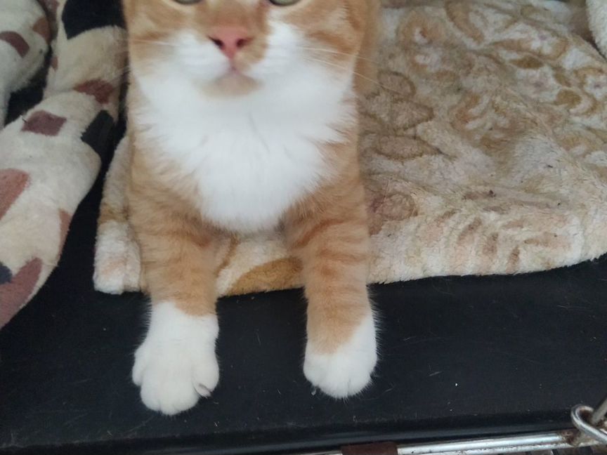 Рыжий котик с коротким хвостиком