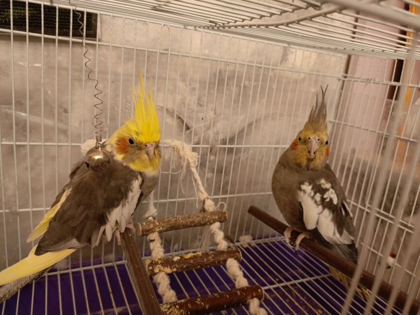 Попугай корелла самка и самец с клеткой