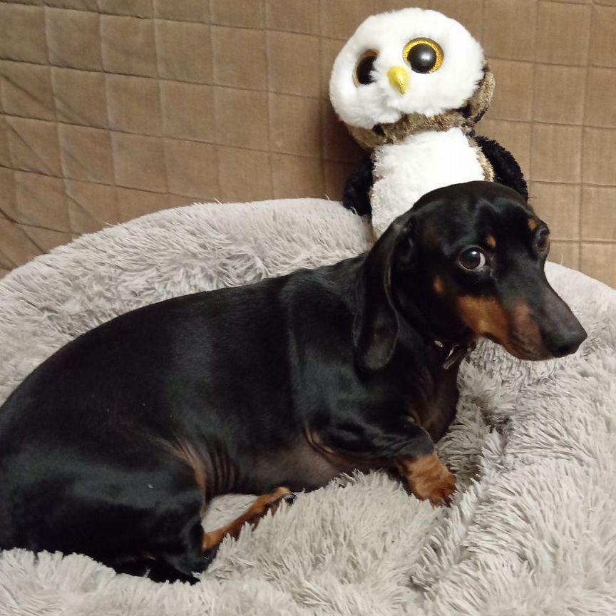 Такса, взрослая собака