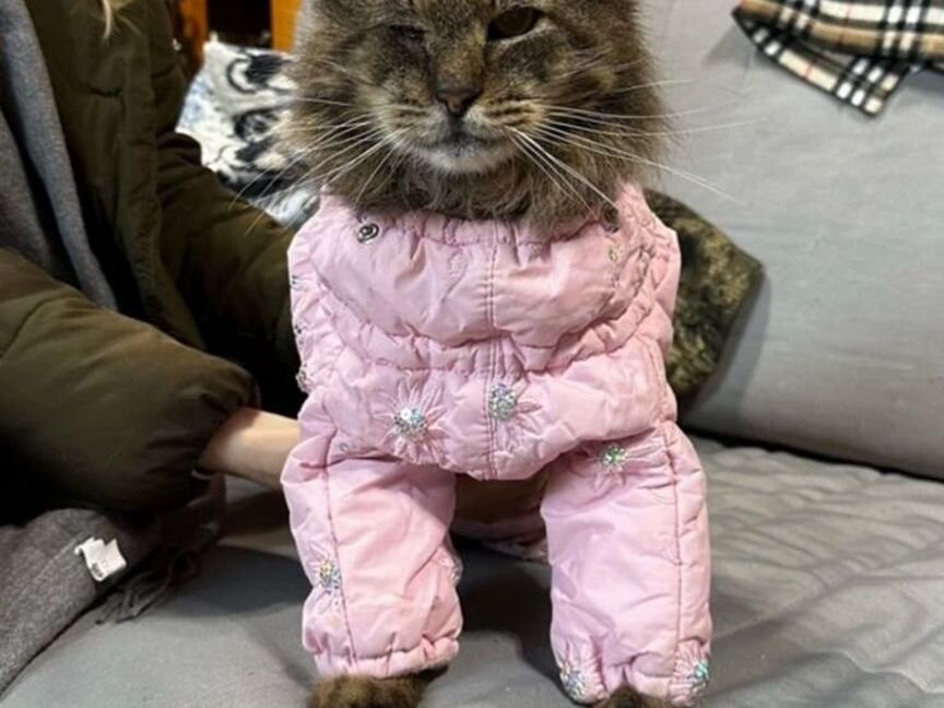 Котик Герцог в розовом комбинезоне ждёт семью