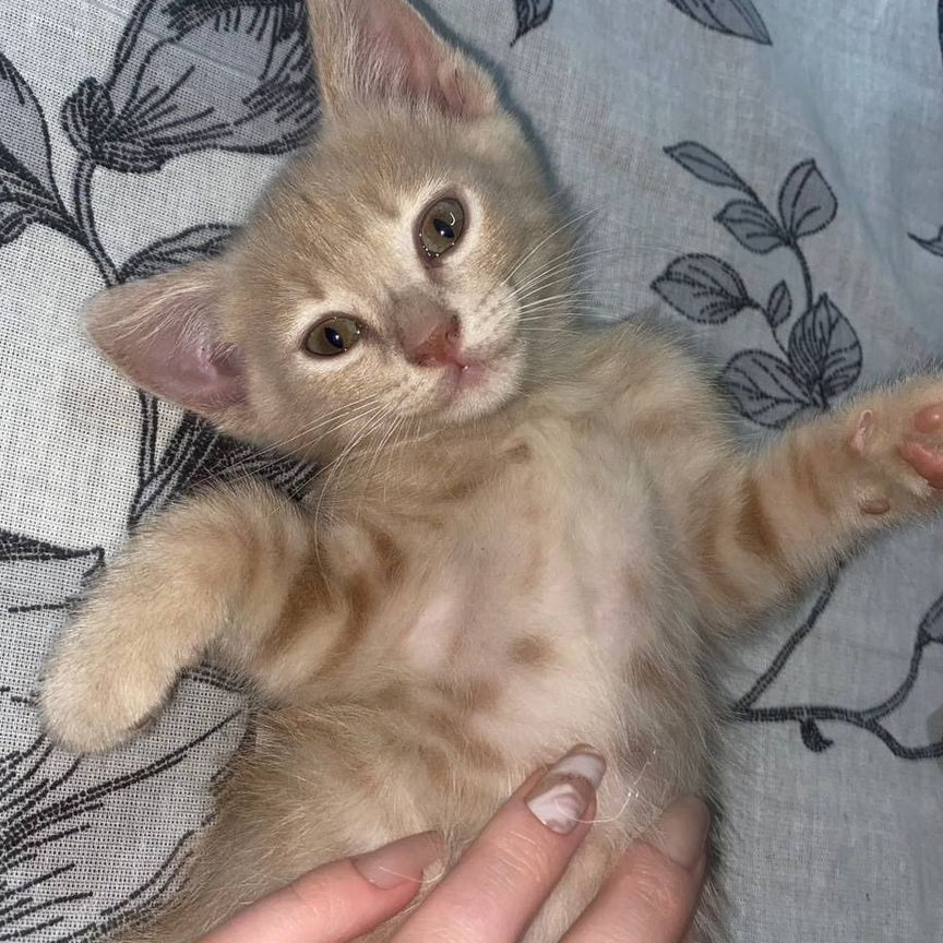 Котенок в добрые руки