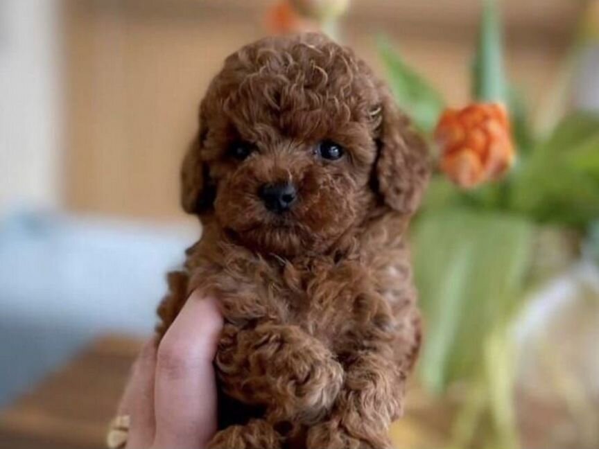 Мальтипу ф1 микро девочка ред браун