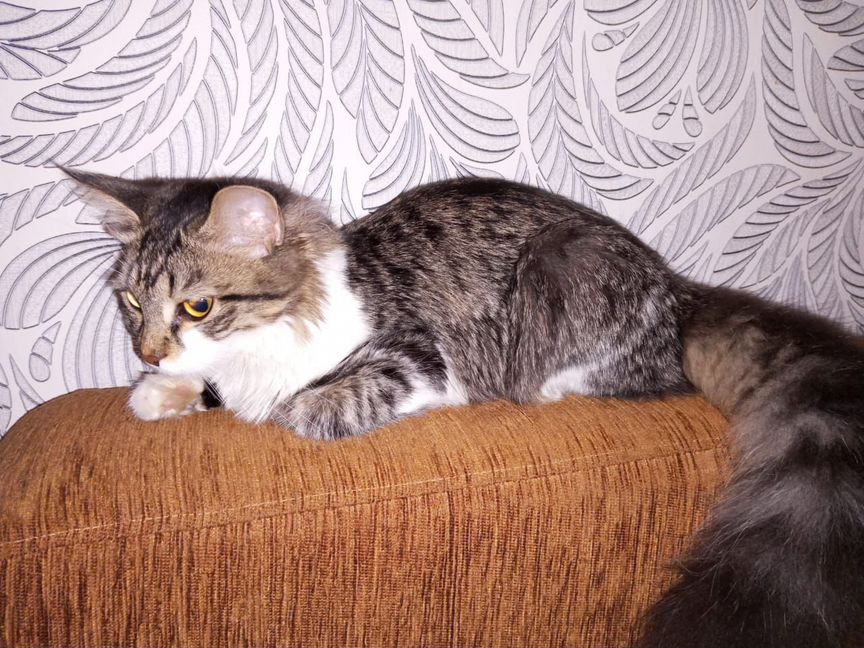 Сибирская кошка