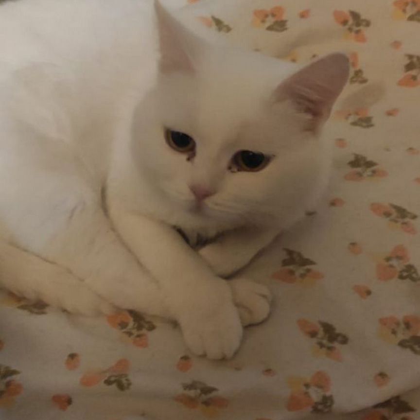 Котик в беде, грозит улица