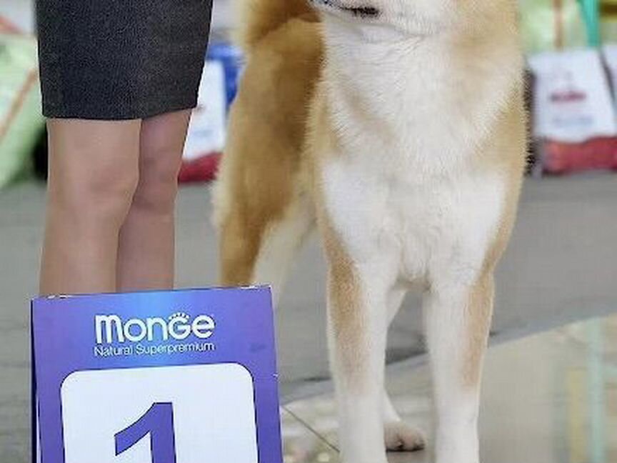 Щенки акита ину