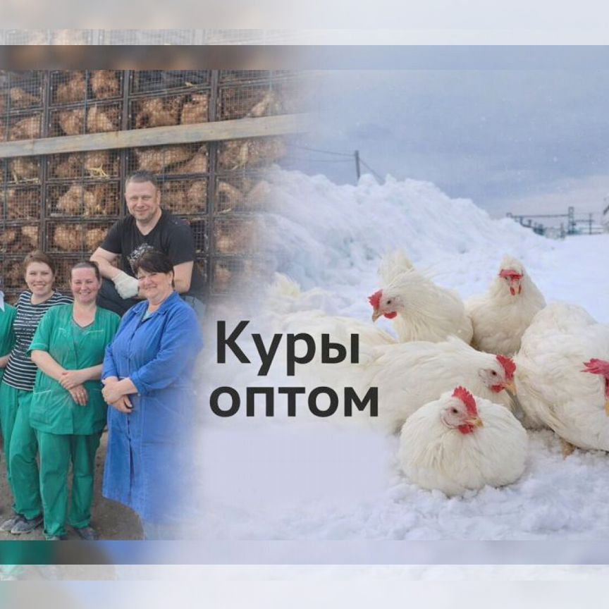 Молодняк кур