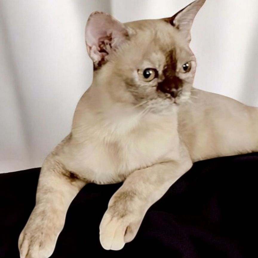 Европейский бурманский котёнок