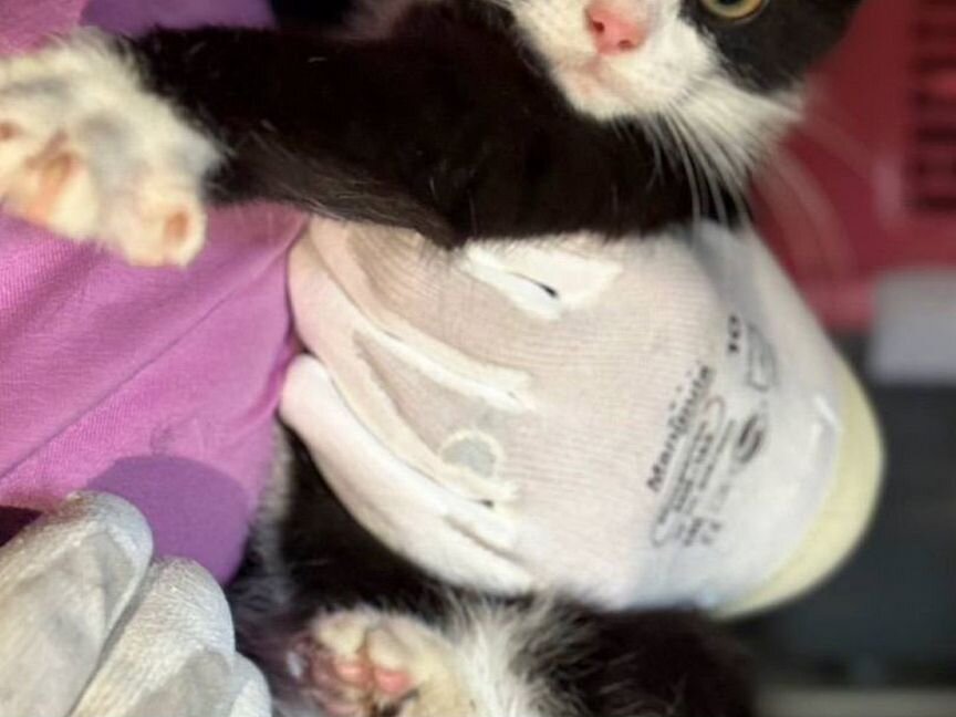 Отдам котят в добрые руки