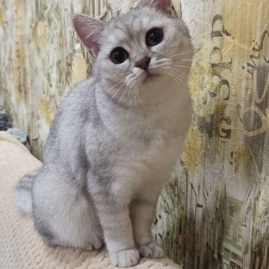 Котëнок Британский