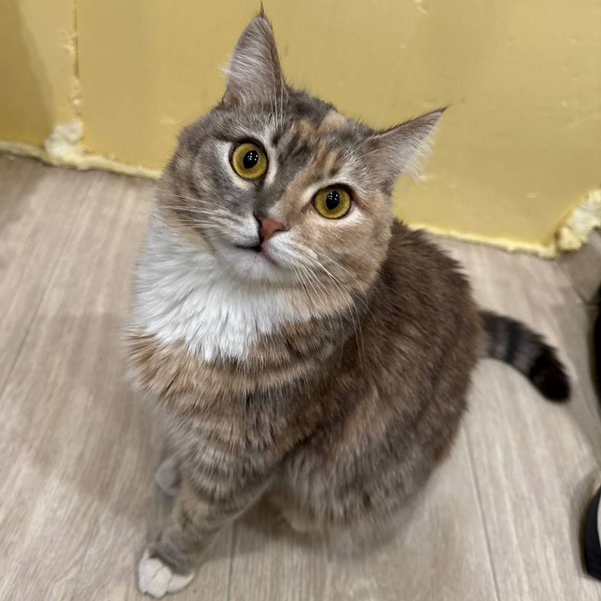 Взрослая, кошка в добрые руки