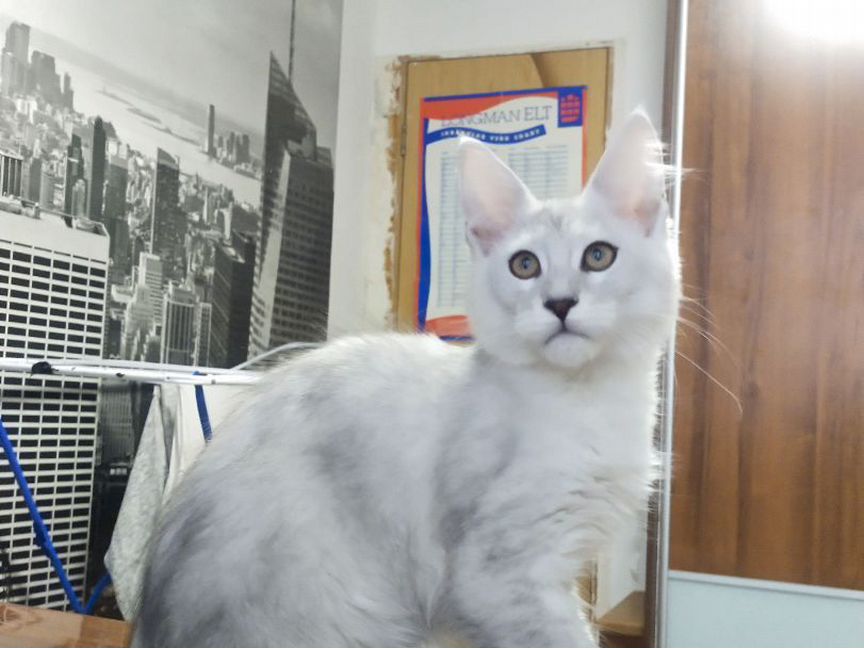 Котик Мейн Куна ns11