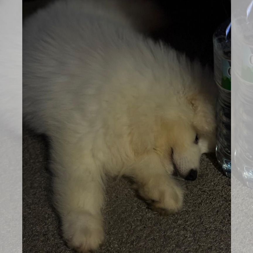 Самоедская собака, щенок