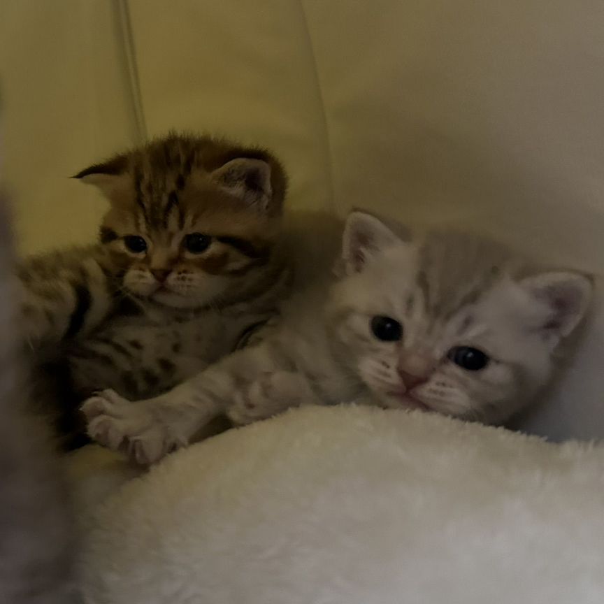 Шотландские котята