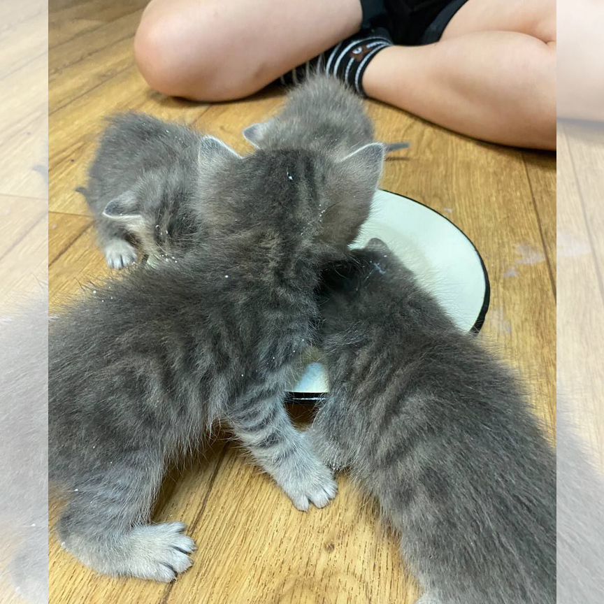 Котята в добрые руки 1 месяц