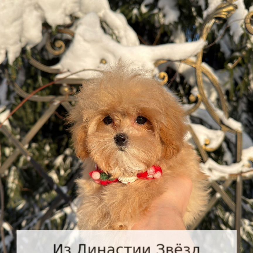 Мальтипу, щенок