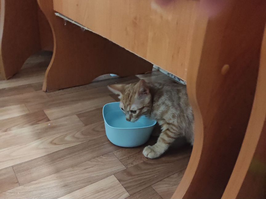 Кошка
