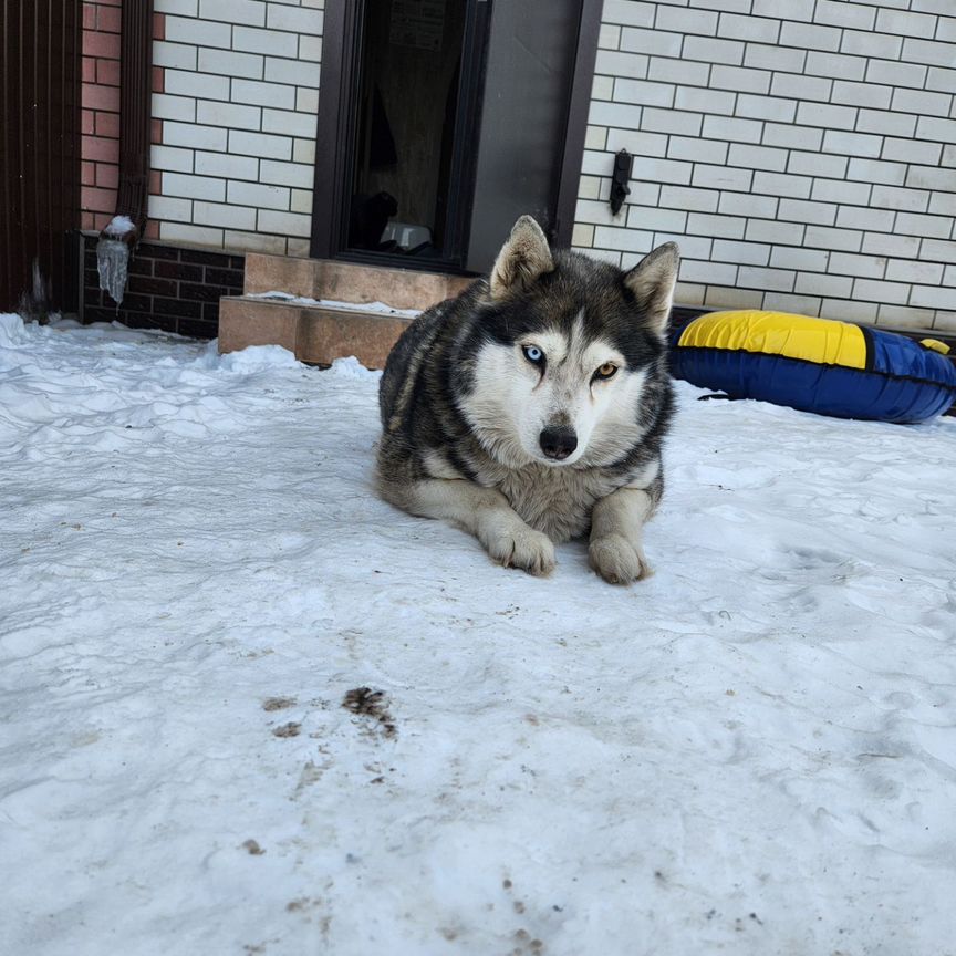 Сибирский хаски
