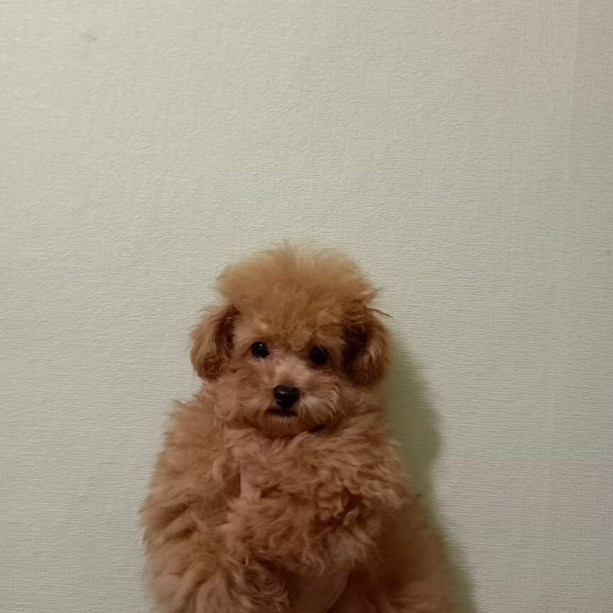 Той-пудель Арчибальд