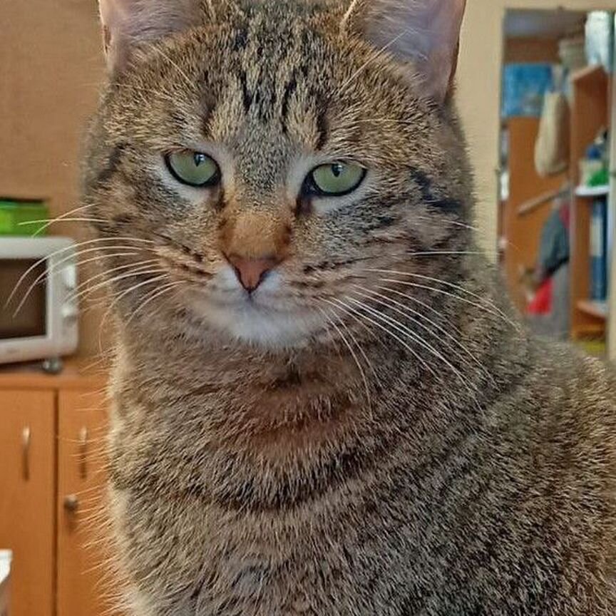 Кошечка ищет дом