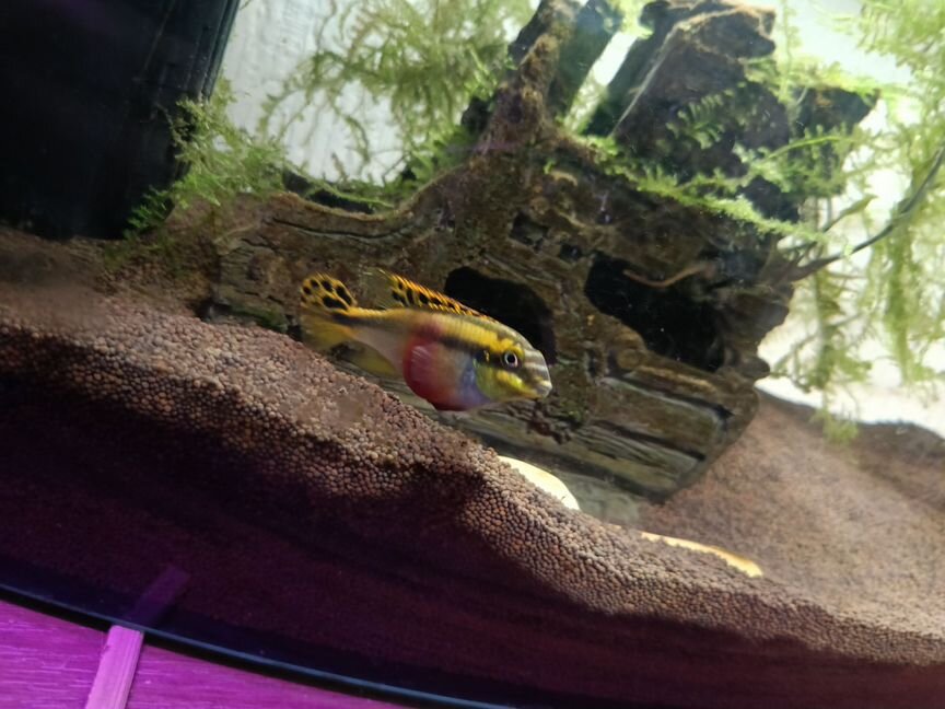 Аквариум с рыбками и растениями