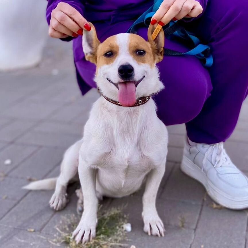 Джек Рассел в добрые руки