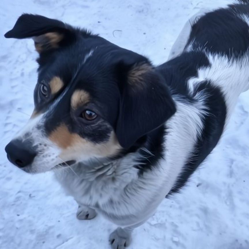 Взрослый пёс в добрые руки