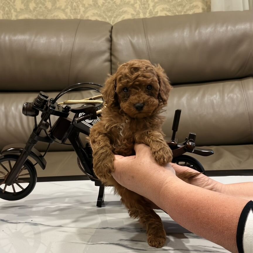 Той-пудель, щенок