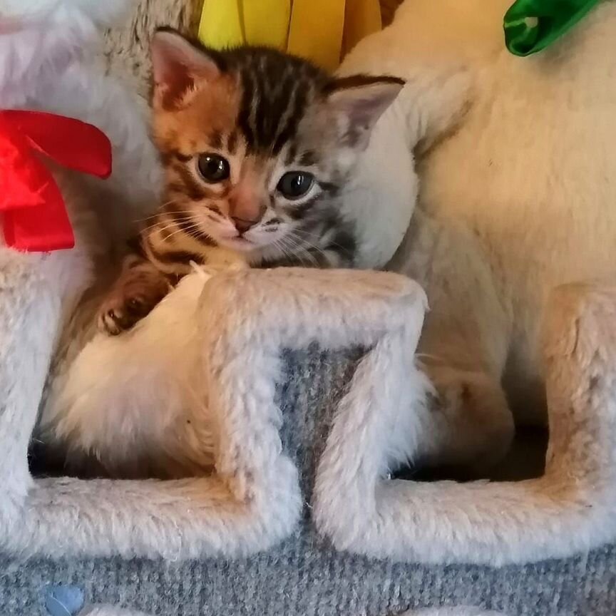 Бенгальские котята