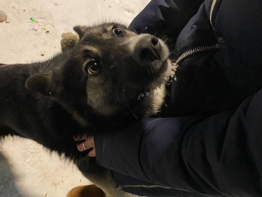 Найдена собака мальчик в ошейнике Дрожжино